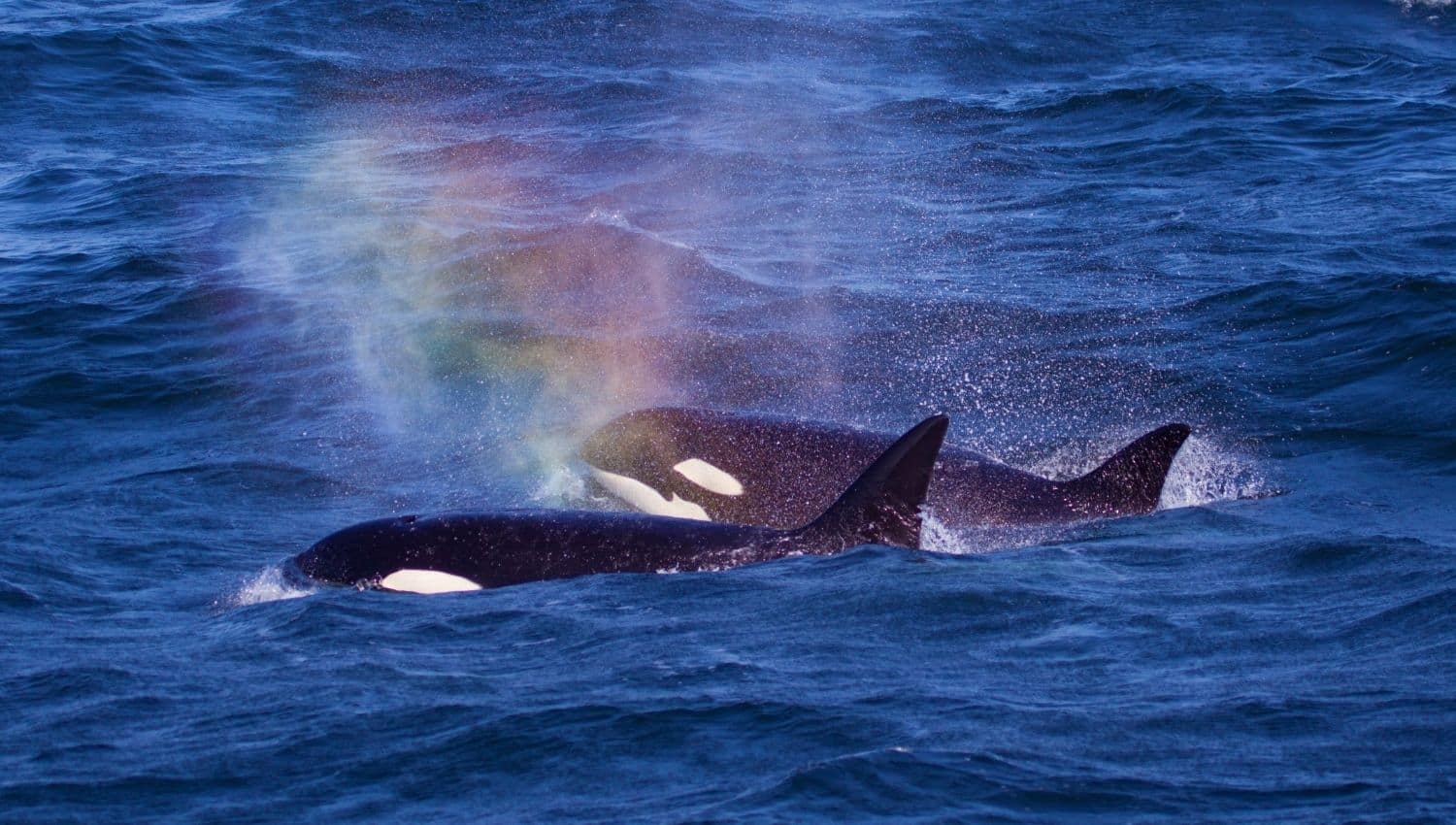 19 Facts About Orcas That Put the “Kill” in Killer Whale - The Fact Site