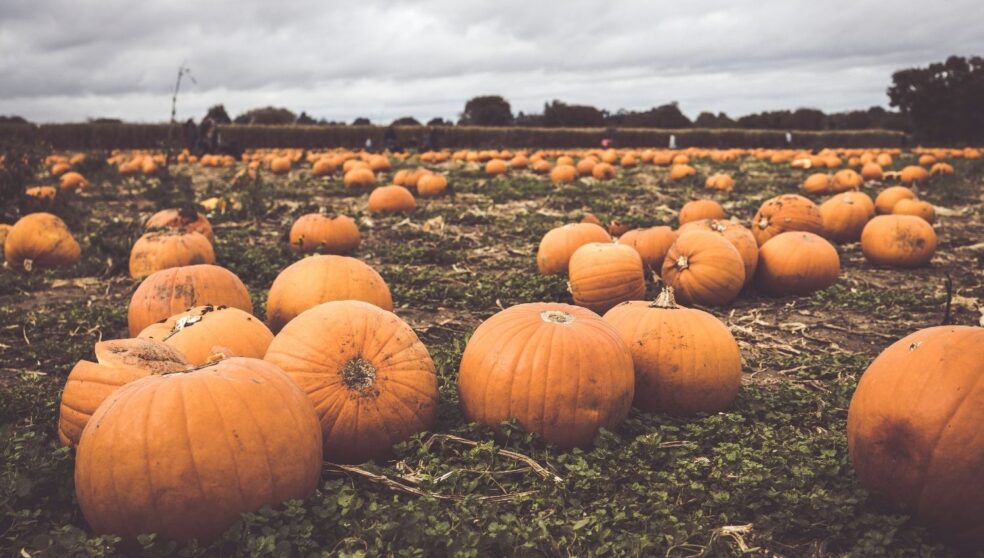10 Basic Facts About Pumpkin Spice You’ll Love This Fall - The Fact Site