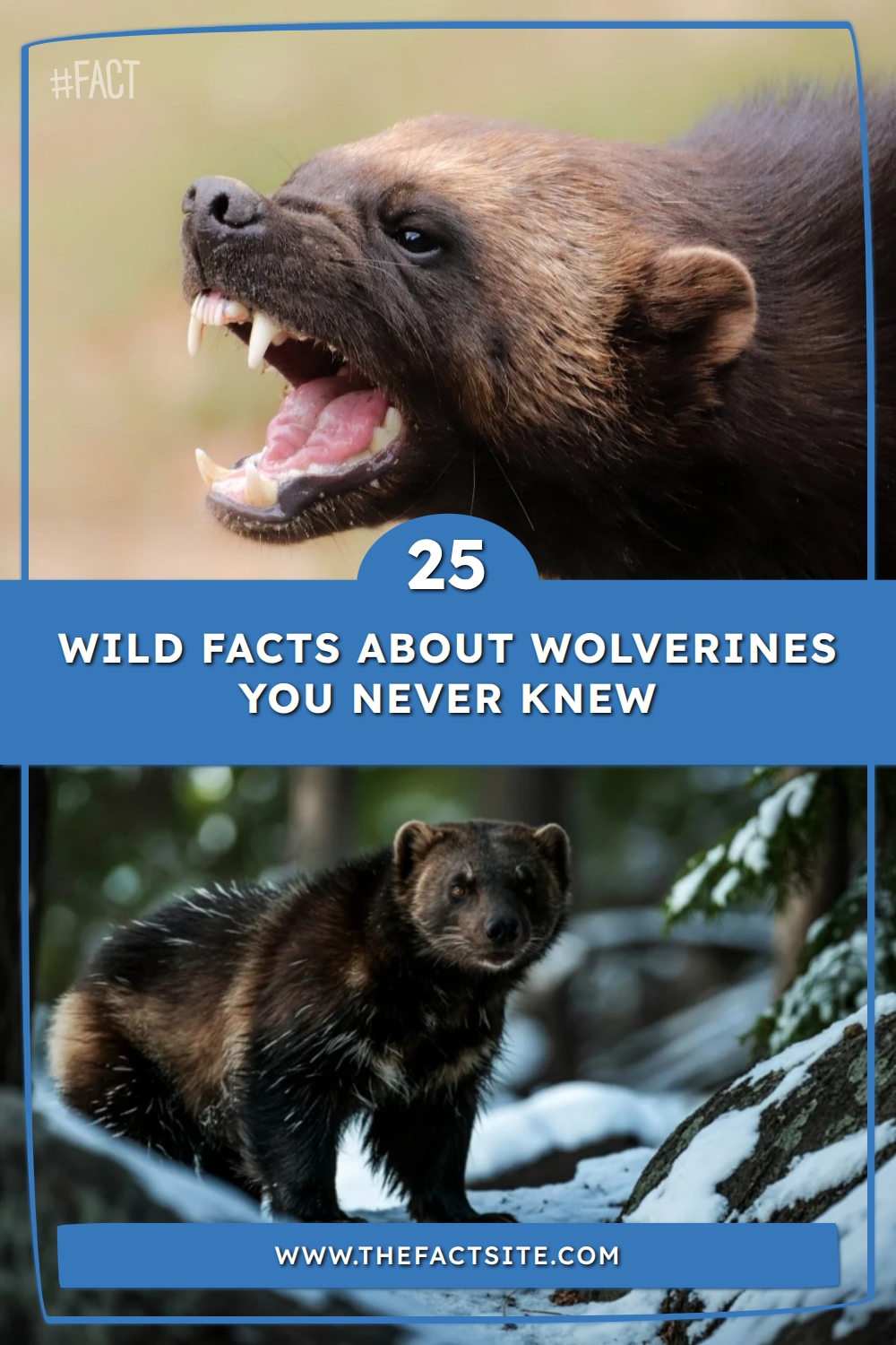 25 Wild Facts About Wolverines You Never Knew - The Fact Site